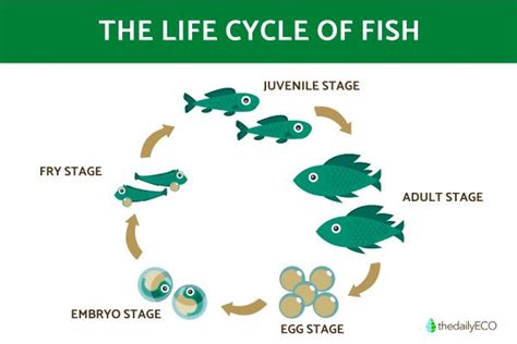 The Life Cycle Of Fish Stages Growth And Survival Strategies
