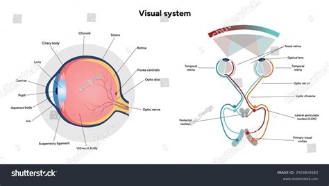 Suprachiasmatic Nucleus Hypothalamus Human Visual System Stock Vector Royalty Free 2503828583