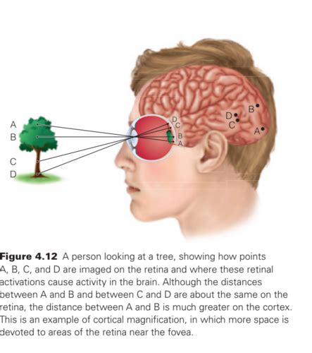 Topic 7 Visual System Higher Cortical Pathways Flashcards Quizlet