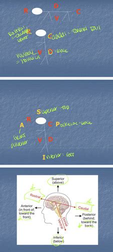 Lecture 8 Phys Flashcards Quizlet