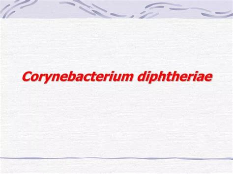 Ppt Corynebacterium Diphtheriae Powerpoint Presentation Free Download Id 3669553