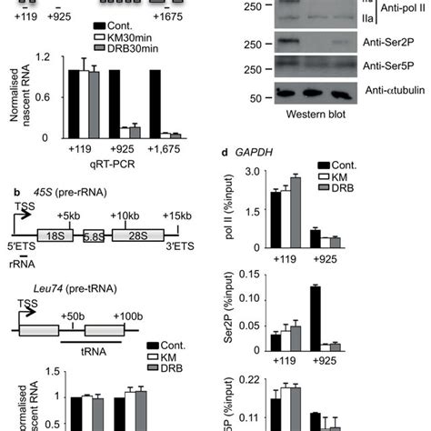 Total RNA Was Extracted Reverse Transcription Was Performed In Download Scientific