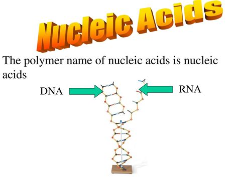 Polymer Of Nucleic Acids