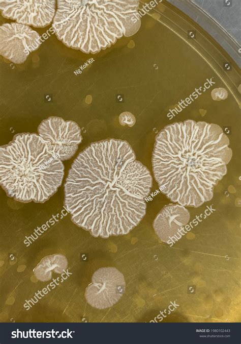A Colony Morphology Of Bacillus Subtilis In Nutrient Agar B Bacillus Themeroute