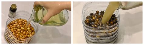 Один раз заливаю цибулю перед посадкою щоб отримати великий урожай і захистити від цибулевої