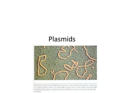 PPT Plasmids PowerPoint Presentation Free Download ID 2615147