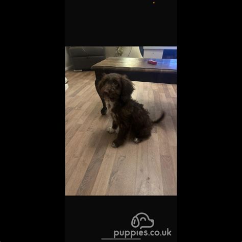 Cockapoo Sale Orpington Greater London Stunning Curly Coated Merle Cockapoos