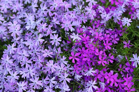 꽃 피는 식물 봄 동안 색상의 카펫 들어온다 플록스 꽃 피는 식물 이끼 들어온다 플록스 Subulata 아름 다운 핑크 보라색