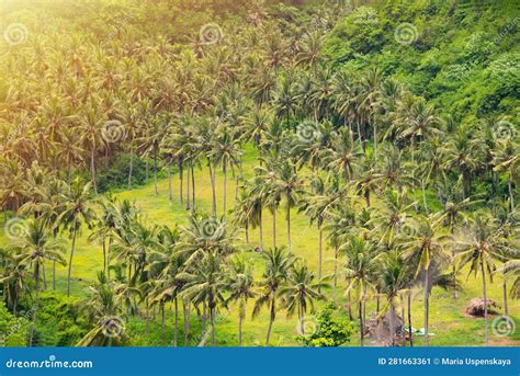 Lush Palm Tree Forest On Bali Island Indonesia Stock Image Image Of