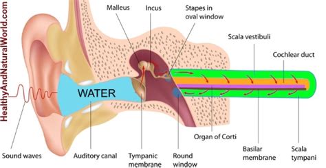 Best Ways To Get Water Out Of Ears Naturally Unclog Your Ears