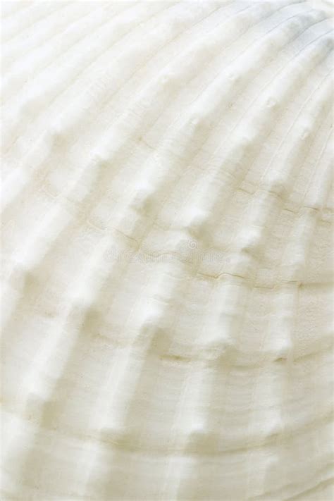 Background Of Sea Shell Surface Texture Stock Image Image Of Spiral Ornament 13496619