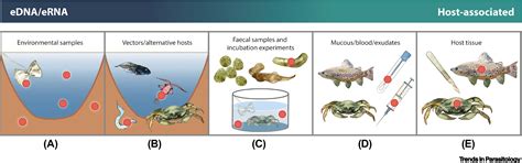 Environmental Dnarna For Pathogen And Parasite Detection Surveillance