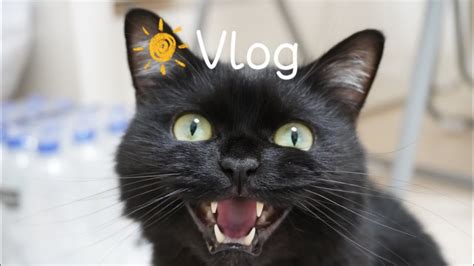 Vlog 자취생 일상 브이로그 행궁동 다녀왔다 콩나물 요리 했어요 Youtube