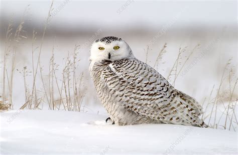 Snowy Owl Adult Female Stock Image C0472224 Science Photo Library