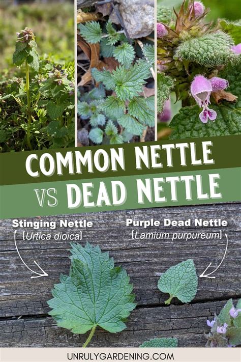 Stinging Nettle Vs Dead Nettle The Differences Unruly Gardening