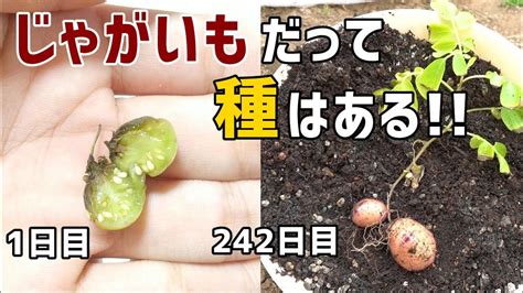 じゃがいもの種の検索結果 Yahooきっず検索