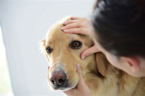 獣医師監修犬の目に傷があるこの症状から考えられる原因や病気はhottoホット