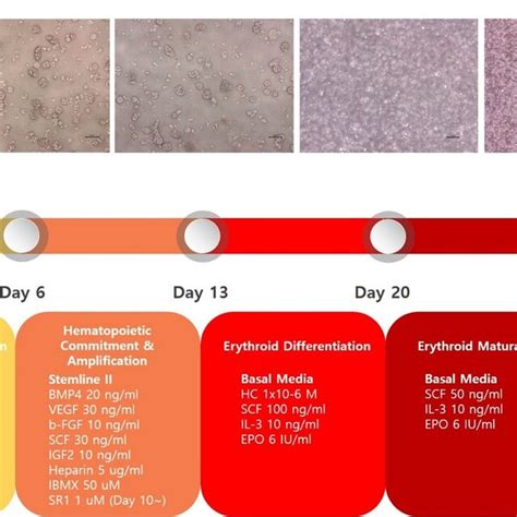 Diagrammatic Representation Of The Hematopoietic And Erythroid