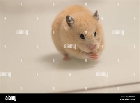 A Hamster On A White Background Greedily Stuffs Food By Its Cheeks A