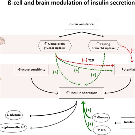 Schematic Representation Of The Separate Influence Of Substrate Levels Download Scientific