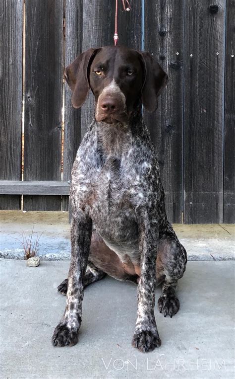 German Shorthaired Pointer Price Online Danzhaocc