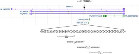 Bioinformatics Analysis Of Snp Rs8108402 Download Scientific Diagram