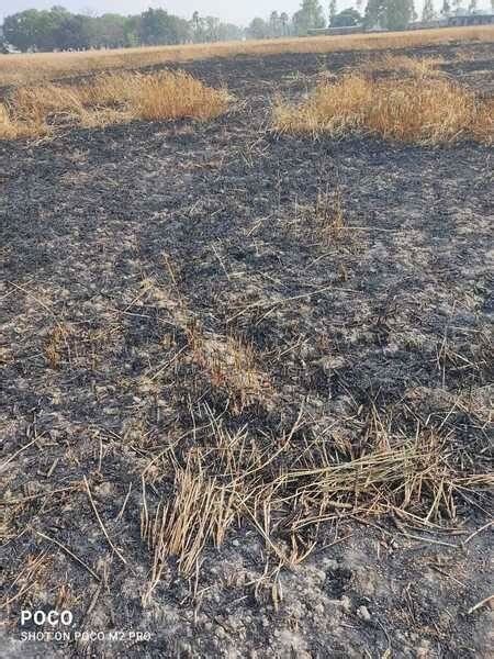 20 Bigha Wheat Crop Burnt To Ashes Due To Short Circuit शार्ट सर्किट