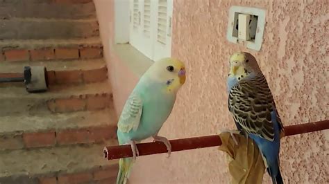 اندر طفرات في طيور الحب Youtube