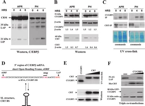 The Induction Of Lip In Mouse Livers After Partial Hepatectomy Download Scientific Diagram