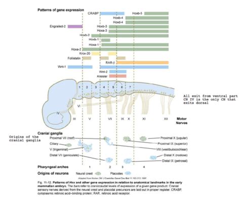 Embryo Exam 3 Lecture 28 Ns Development Ii Flashcards Quizlet
