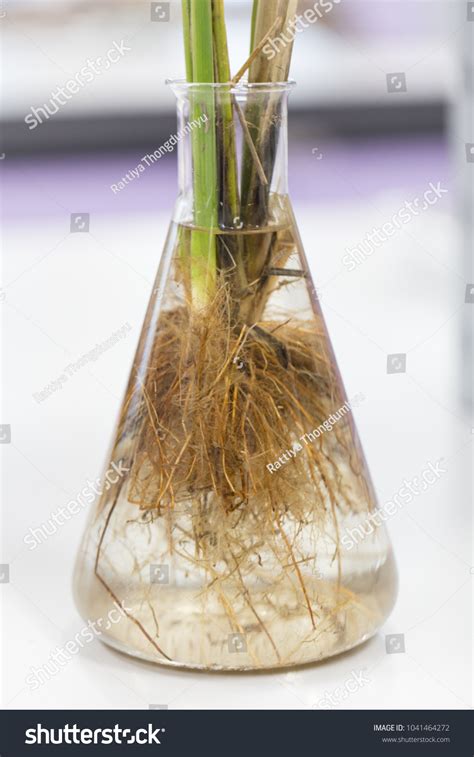 fibrous root