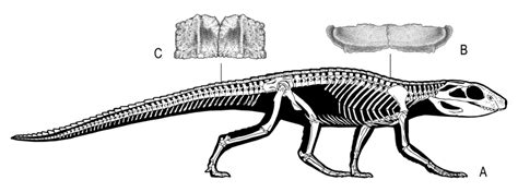 Species New To Science [paleontology • 2025] Thilastikosuchus
