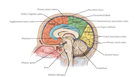 Primary Motor Cortex Motor Cortex Visual Cortex