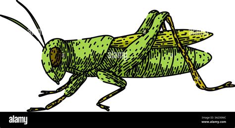 Jumping Grasshopper Sketch Hand Drawn Vector Stock Vector Image And Art