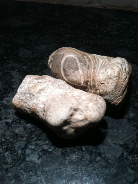 Bone Fossil Identification Hopefully Fossil ID The Fossil Forum