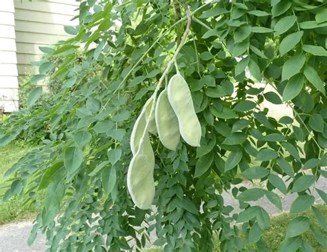 19 Types Of Trees With Long Seed Pods With Pictures
