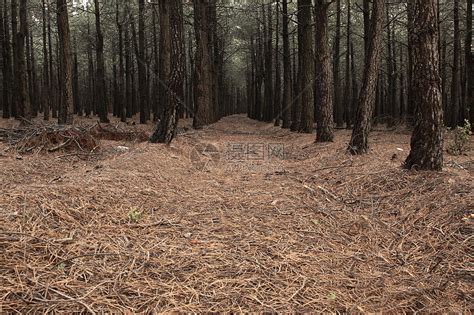 森林里有很多树的景象高清图片下载 正版图片320902436 摄图网