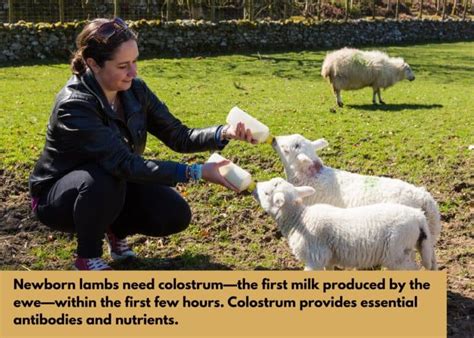 How To Prepare For Lambing Season A Simple Guide For Sheep Farmers