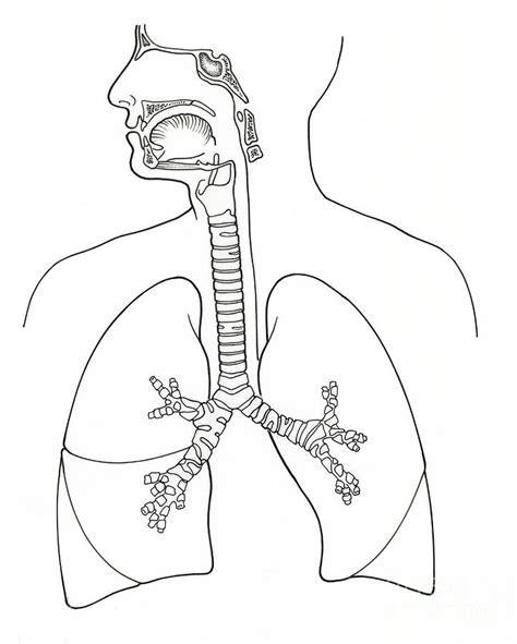 Unlabeled Diagram Of The Respiratory System At Beverly Wesson Blog