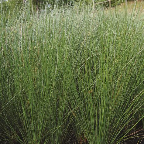 Juncus Effusus Van Berkum Nursery