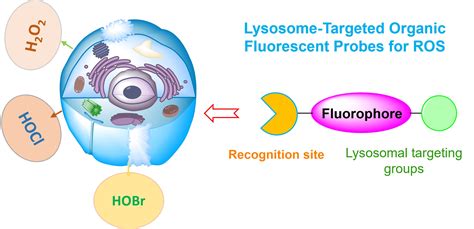 Molecules Free Full Text Recent Development Of Lysosome Targeted Organic Fluorescent Probes