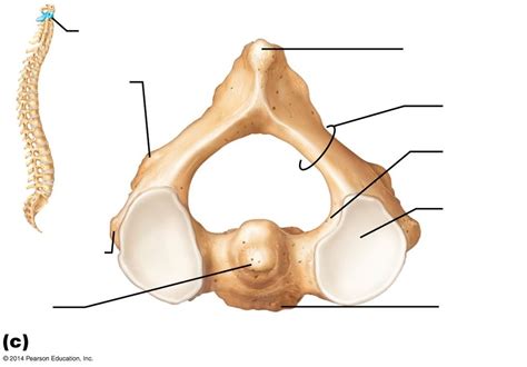 Superior View Of Axis Diagram Quizlet