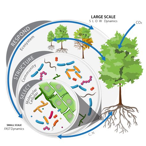 Plant Microbe Interactions A Comprehensive Exploration Of Dynamics And Implications