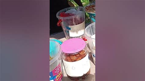 සිගිති පොල සෙව්වන්දි පෙර පාසලේ Youtube