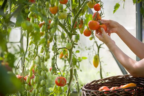 여자의 손이 화창한 날에 그녀의 정원에서 신선한 유기농 토마토를 수확 합니다 토마토 따기 농부 채소 재배 원 예 개념 가정 생활에 대한 스톡 사진 및 기타 이미지 Istock