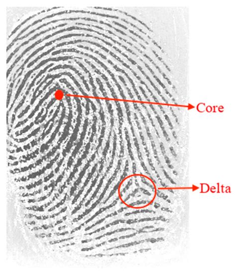 Fingerprint Recognition In Forensic Scenarios