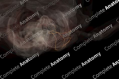 Supraclavicular Branches Of Brachial Plexus Left Complete Anatomy