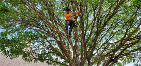 How To Prune Maple Tree Branches A Comprehensive Guide
