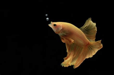 Premium Photo Thai Fighting Yellow Striped Fish On A Black Background