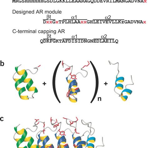 Pdf High Affinity Binders Selected From Designed Ankyrin Repeat Protein Libraries